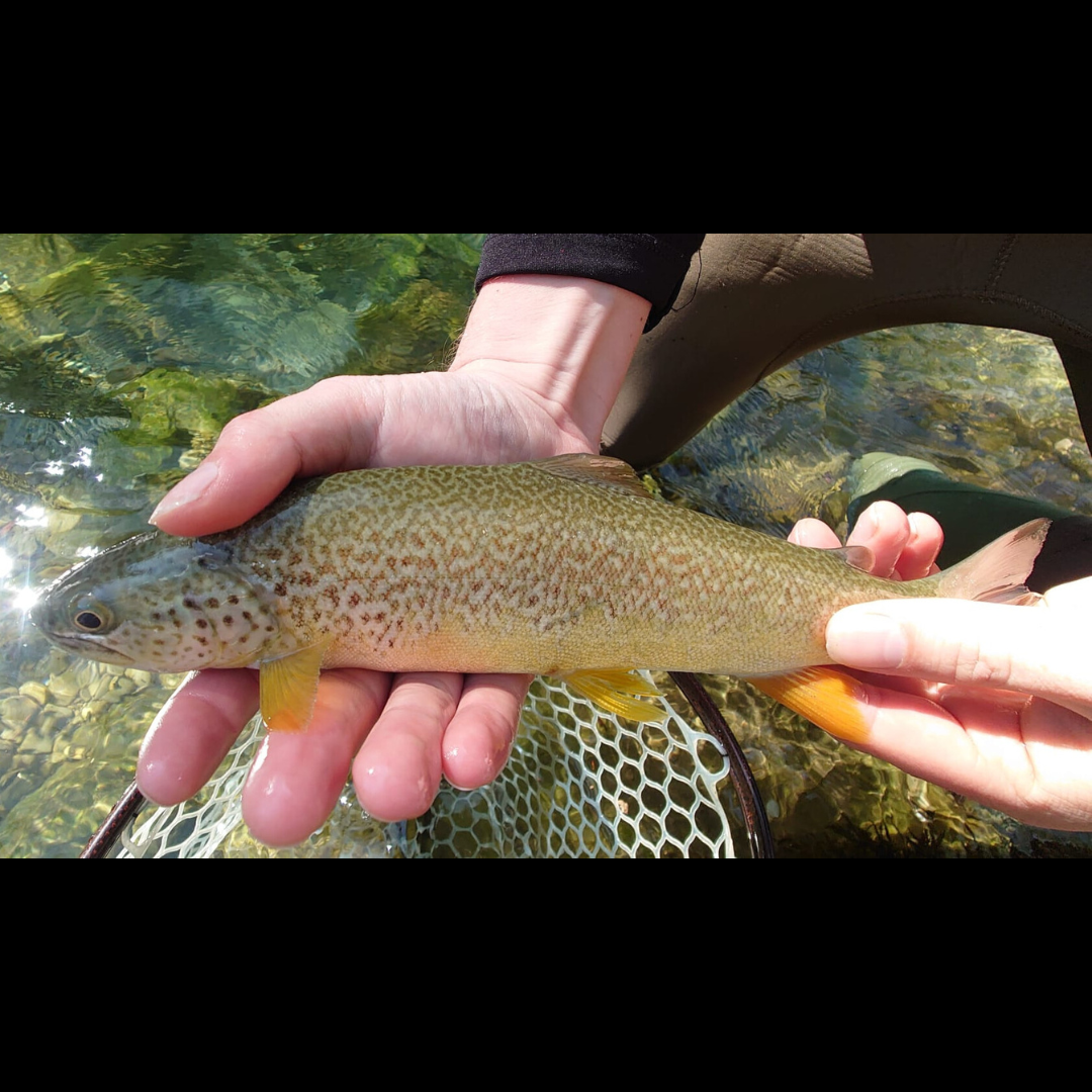 Salmo marmoratus – The Marble Trout.
