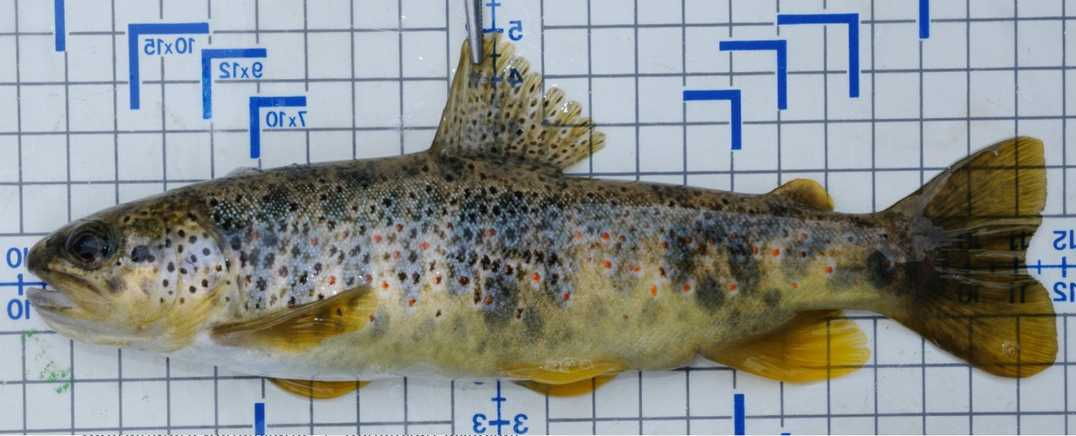 Salmo ghigii – Mediterranean Trout of Italy